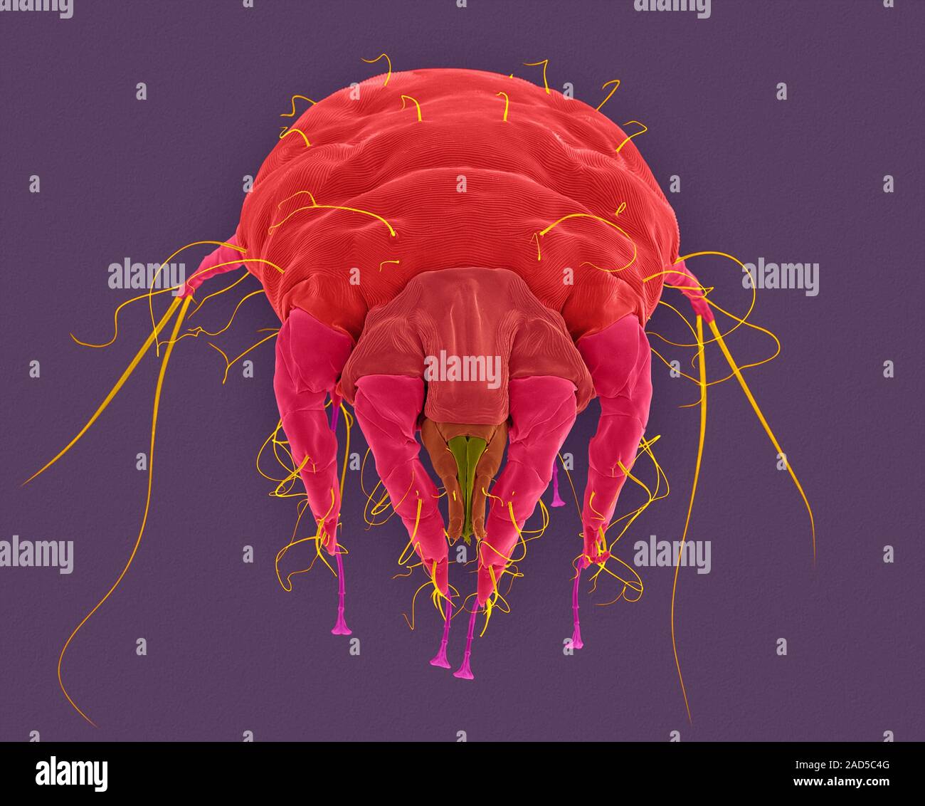 Coloured scanning electron micrograph (SEM) of Sheep scab mite ...