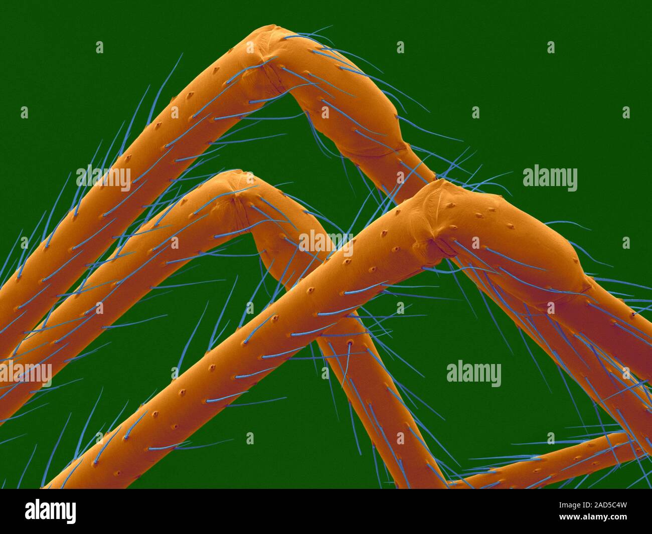 Coloured scanning electron micrograph (SEM) of Daddy longlegs spider ...