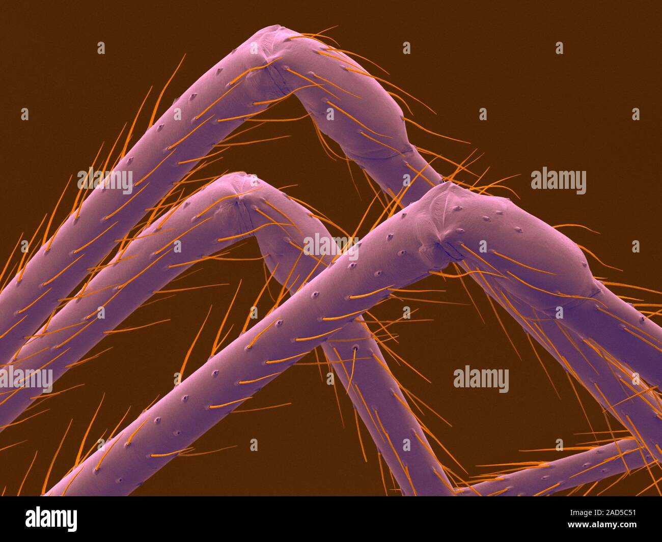 Coloured scanning electron micrograph (SEM) of Daddy longlegs spider ...