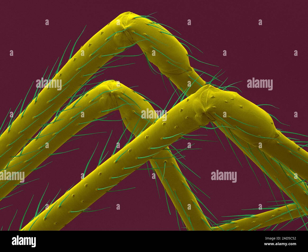 Coloured scanning electron micrograph (SEM) of Daddy longlegs spider ...