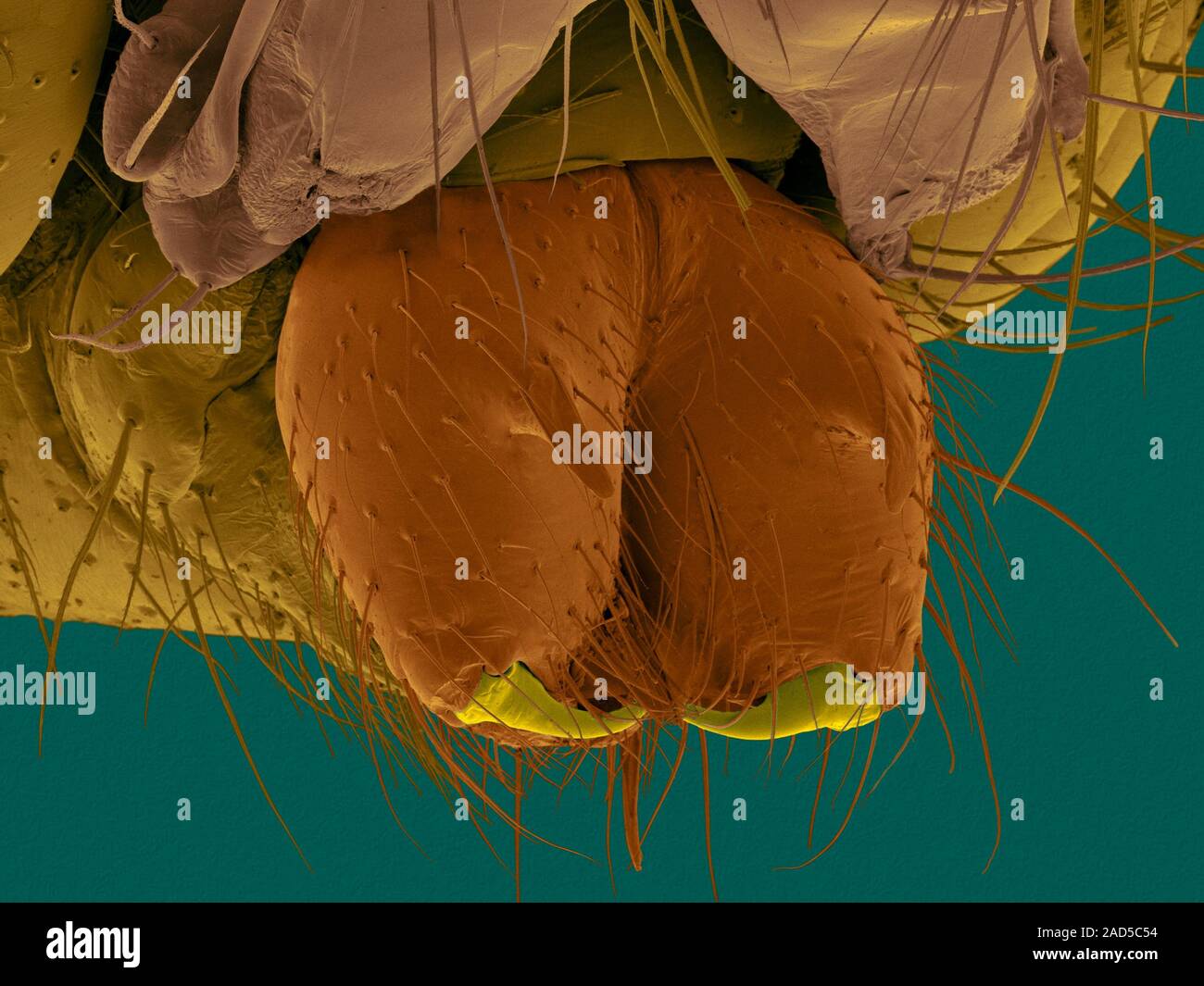 Coloured scanning electron micrograph (SEM) of Daddy longlegs (Pholcus ...