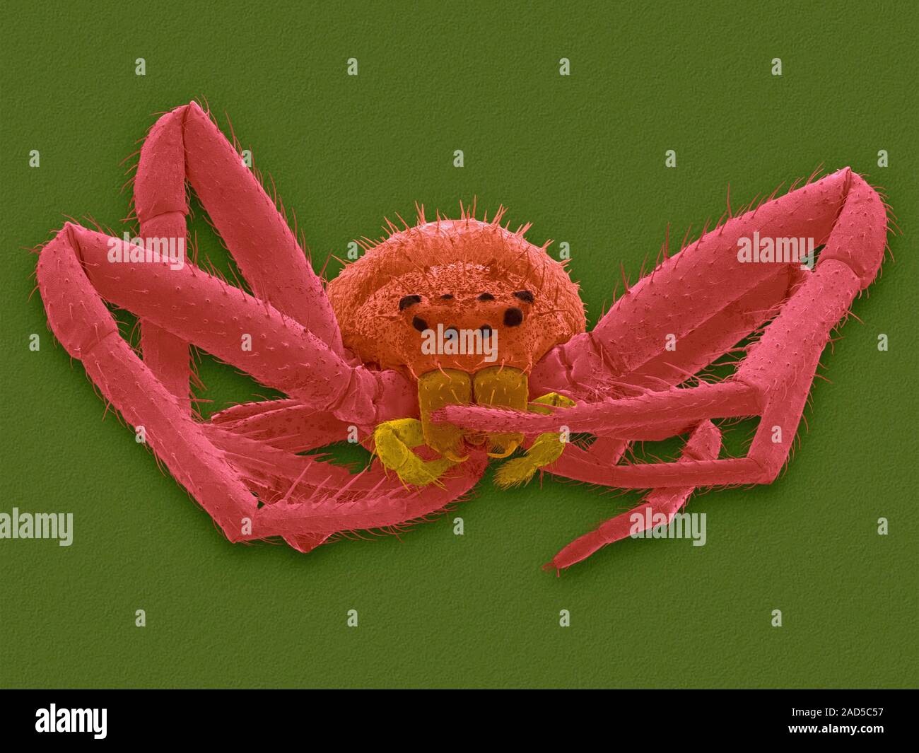 Coloured scanning electron micrograph (SEM) of goldenrod crab spider ...