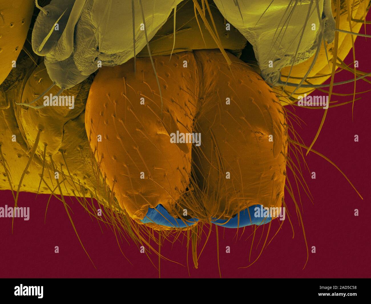 Coloured scanning electron micrograph (SEM) of Daddy longlegs (Pholcus ...