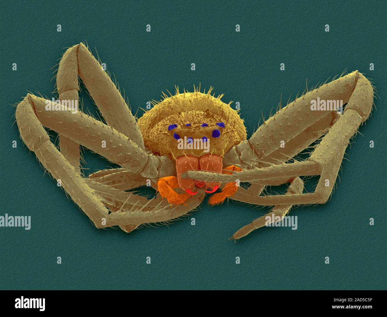 Coloured scanning electron micrograph (SEM) of goldenrod crab spider ...