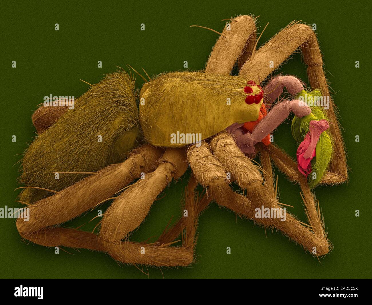 Coloured scanning electron micrograph (SEM) of Male sac spider ...