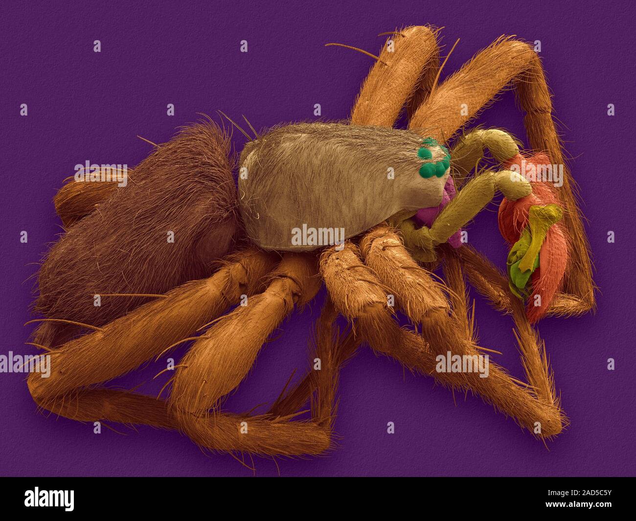 Coloured scanning electron micrograph (SEM) of Male sac spider ...