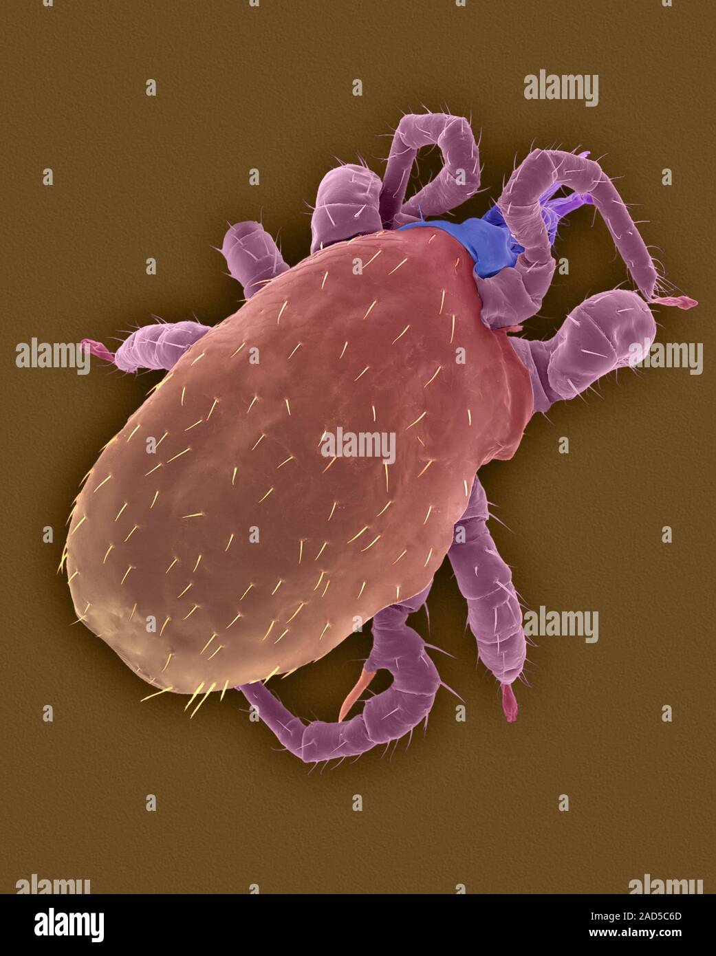 Coloured scanning electron micrograph (SEM) of Bat mite (unknown genus ...