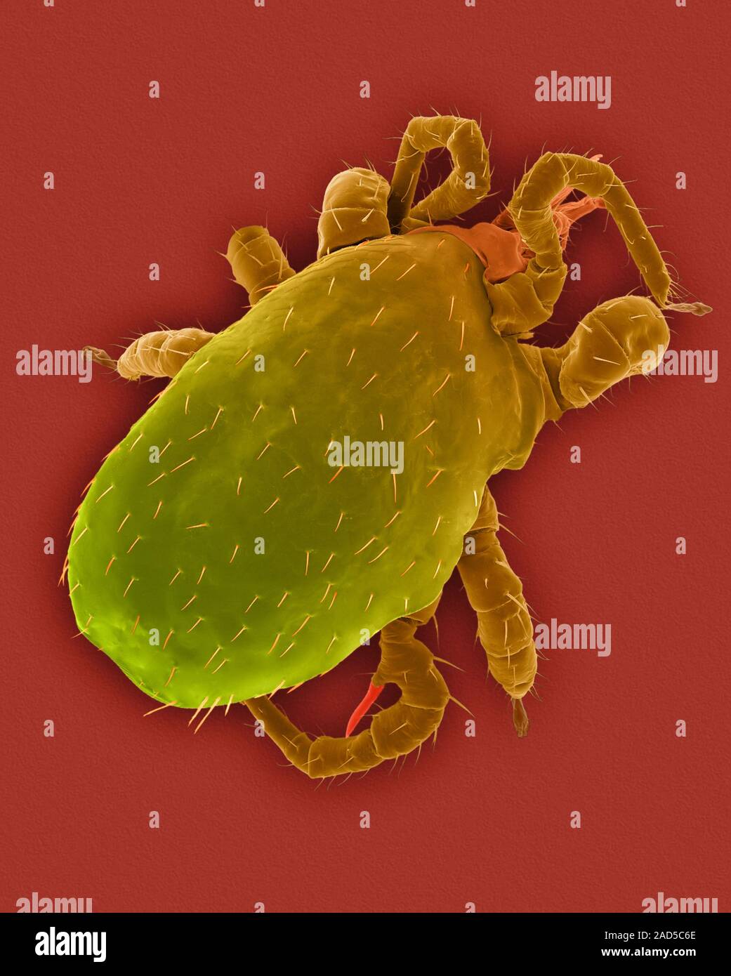 Coloured scanning electron micrograph (SEM) of Bat mite (unknown genus ...