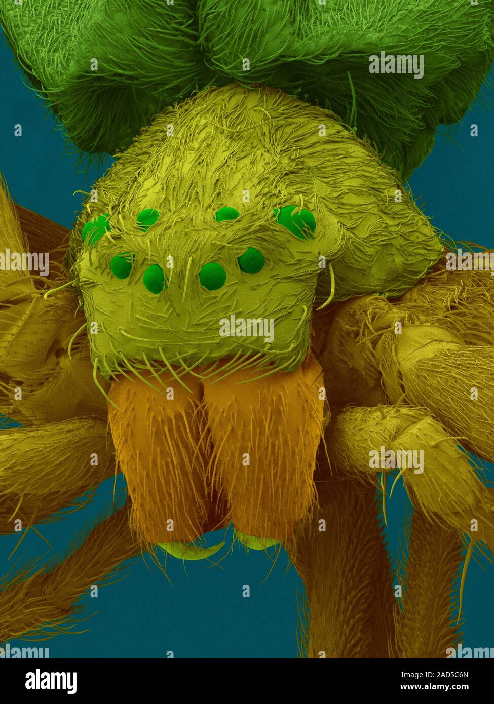 Coloured scanning electron micrograph (SEM) of Diving bell spider ...