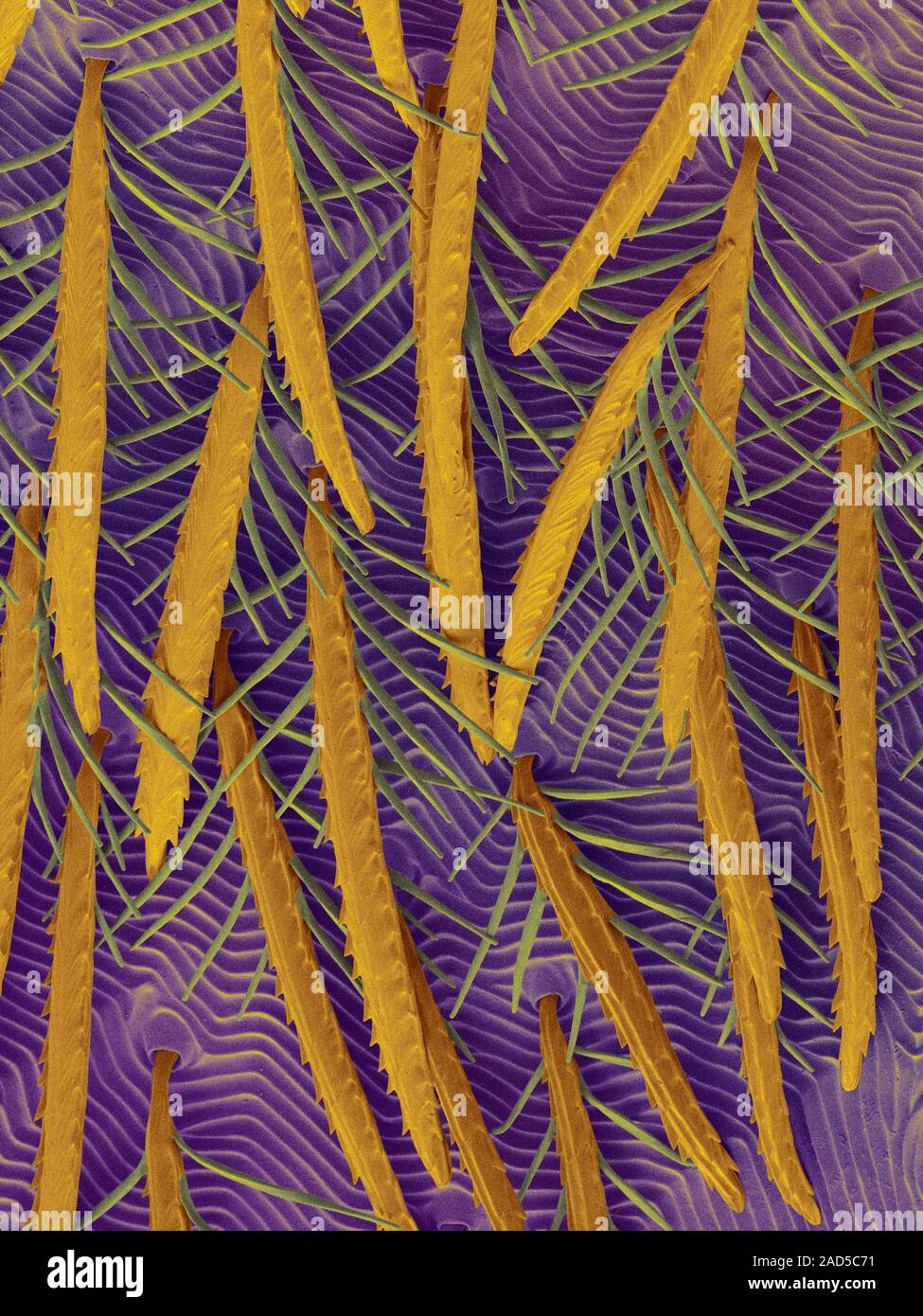 Coloured scanning electron micrograph (SEM) of Diving bell spider ...