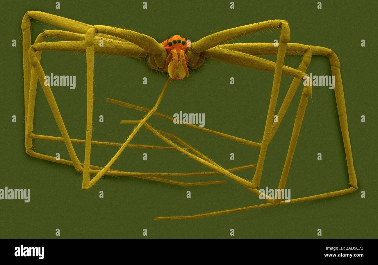 Coloured scanning electron micrograph (SEM) of Cellar spider ...