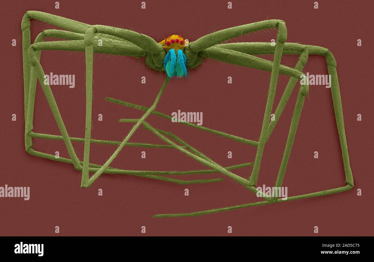 Coloured scanning electron micrograph (SEM) of Cellar spider ...