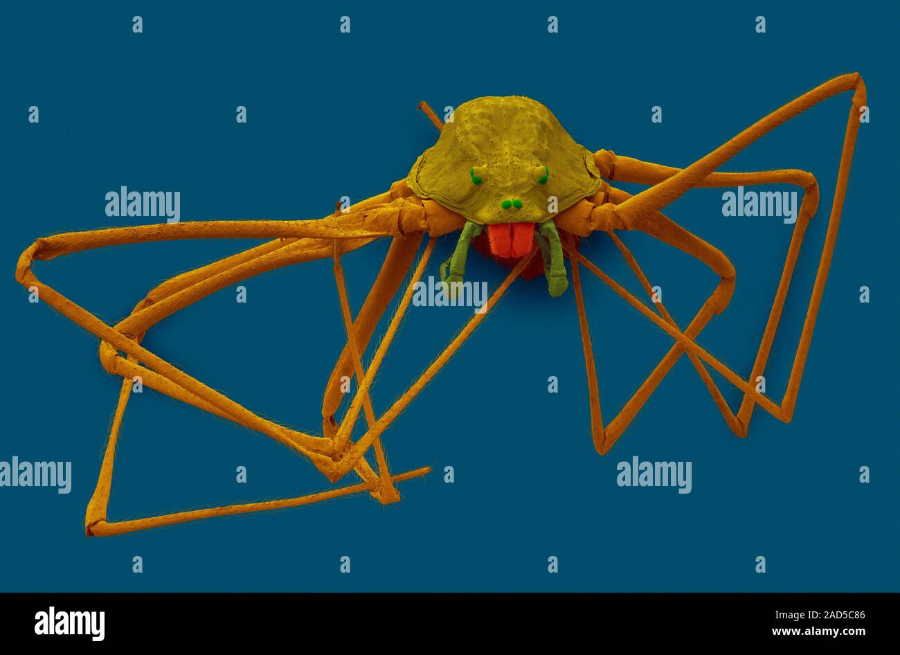 Coloured scanning electron micrograph (SEM) of Spitting spider ...