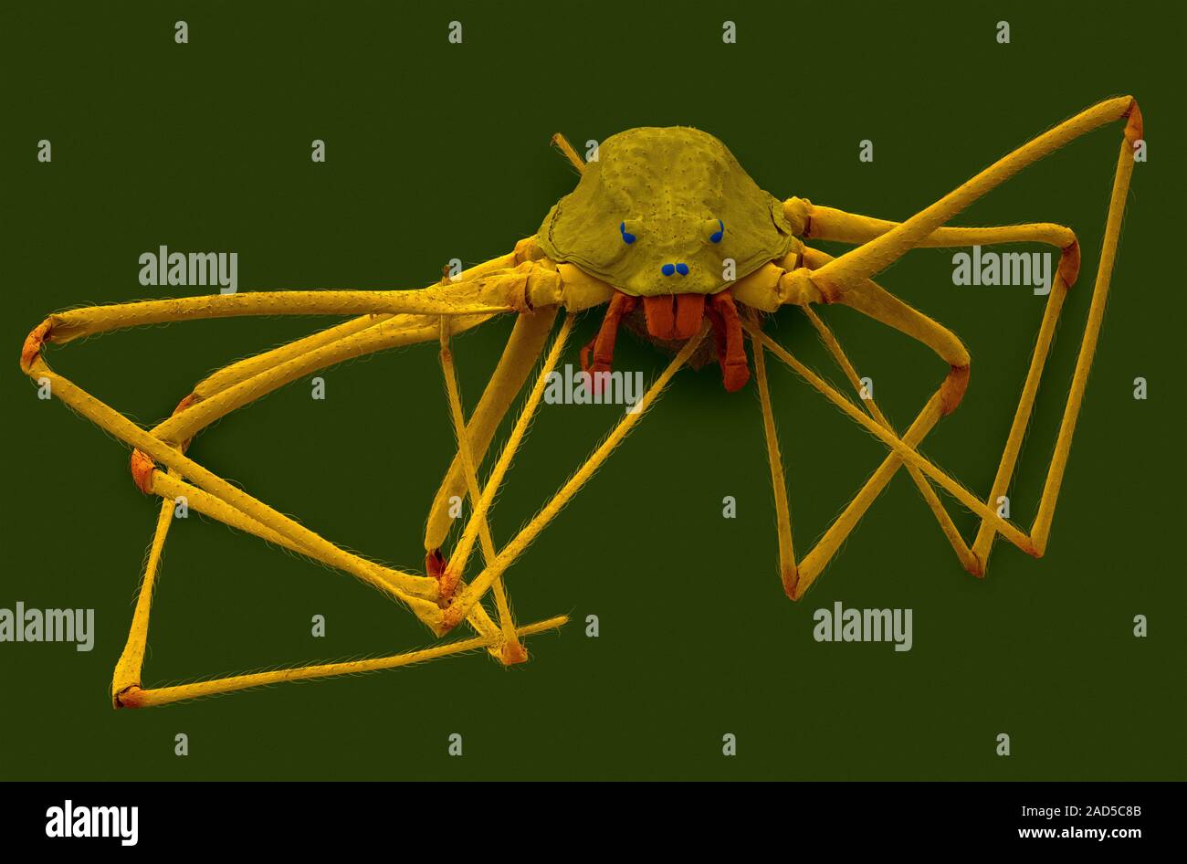 Coloured scanning electron micrograph (SEM) of Spitting spider ...