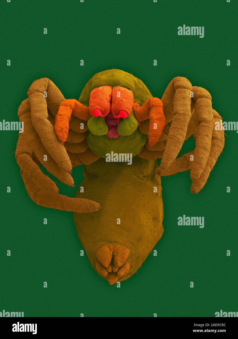 Coloured scanning electron micrograph (SEM) of Riparin sac spider ...