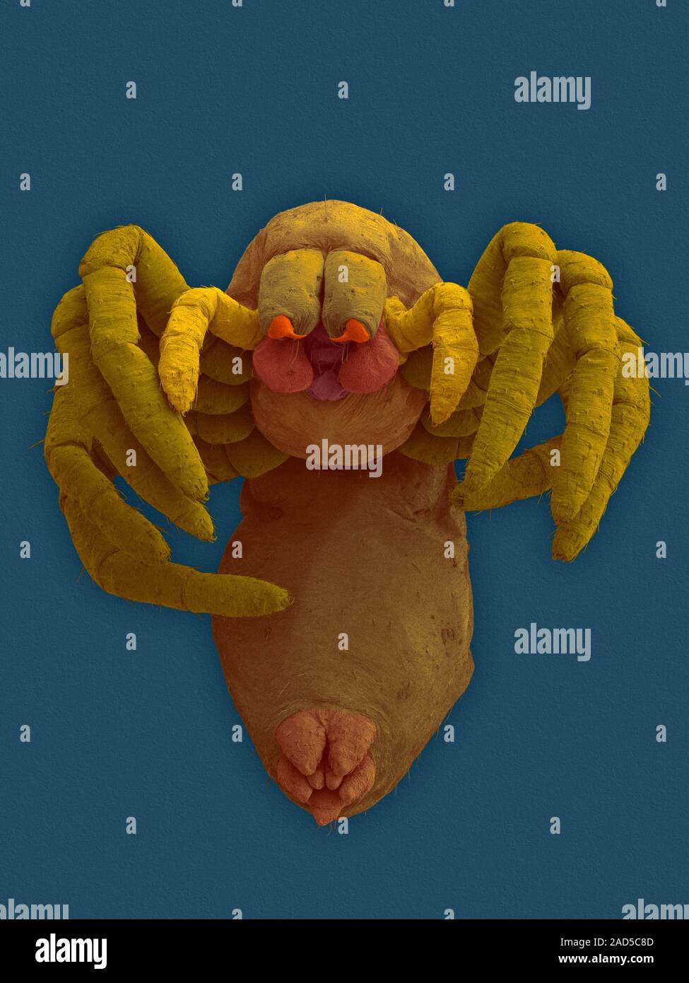 Coloured scanning electron micrograph (SEM) of Riparin sac spider ...