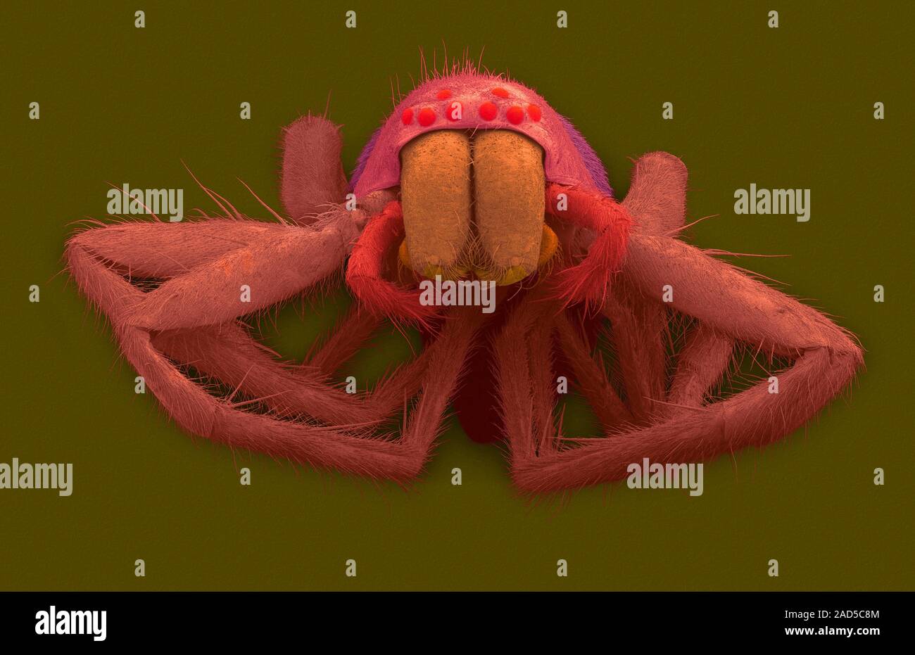 Coloured scanning electron micrograph (SEM) of Riparin sac spider ...