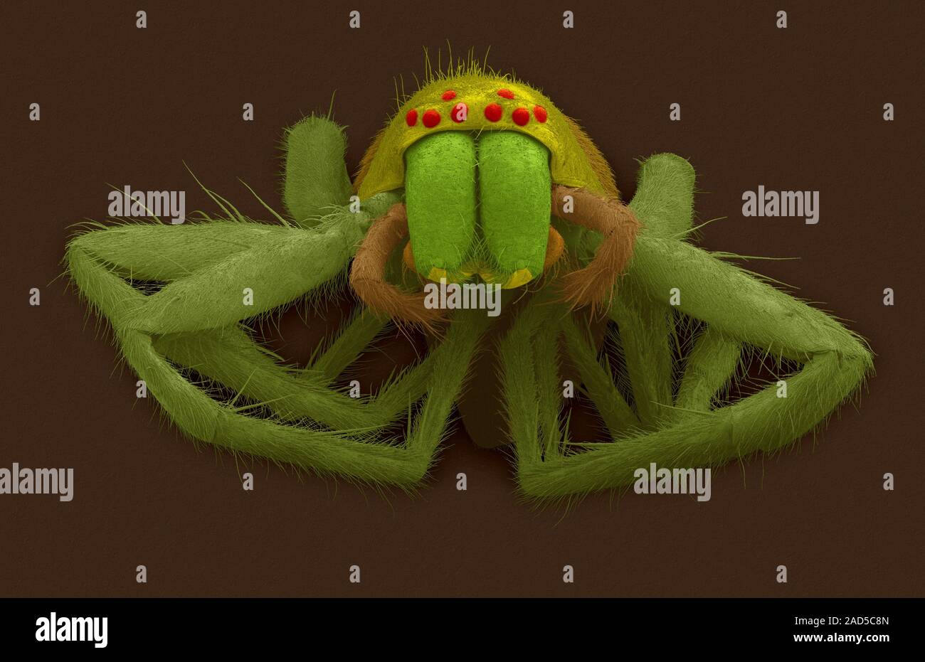Coloured scanning electron micrograph (SEM) of Riparin sac spider ...