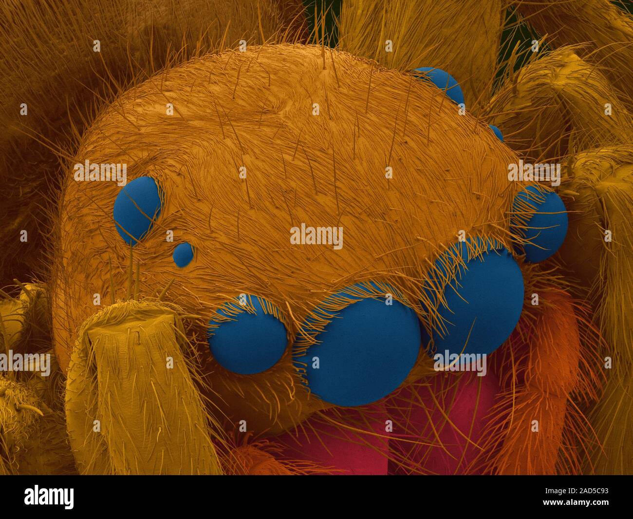 Coloured scanning electron micrograph (SEM) of pantropical umping ...