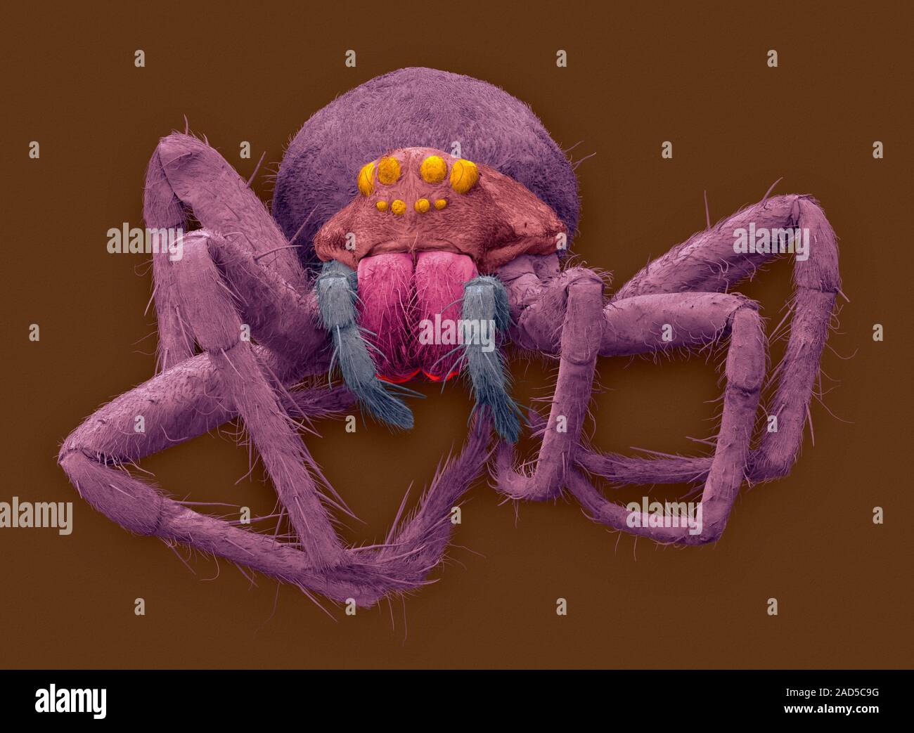 Coloured scanning electron micrograph (SEM) of White-banded fishing ...