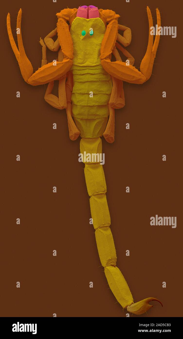 Coloured scanning electron micrograph (SEM) of Lesser brown scorpion ...
