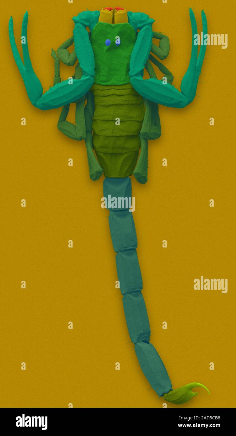 Coloured scanning electron micrograph (SEM) of Lesser brown scorpion ...