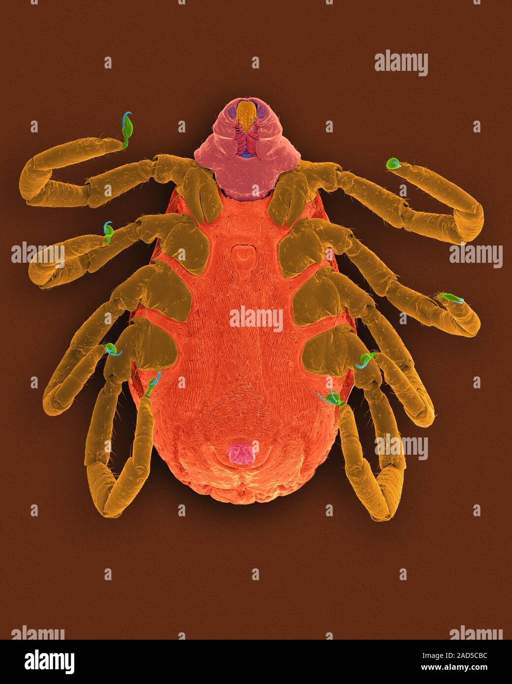 Coloured scanning electron micrograph (SEM) of Brown dog tick ...