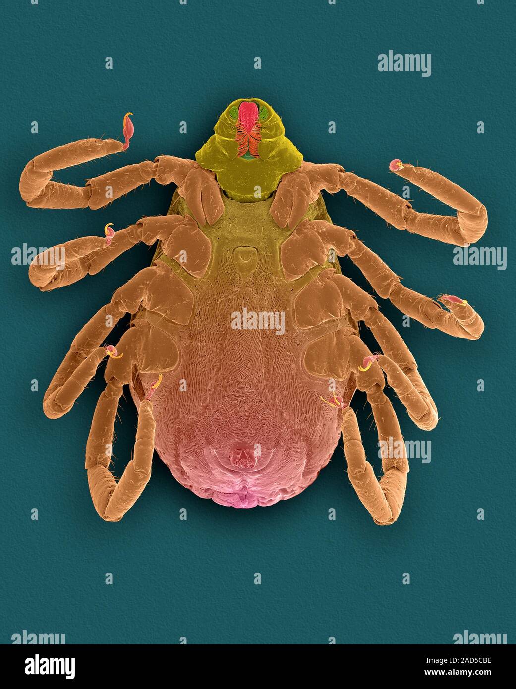 Coloured scanning electron micrograph (SEM) of Brown dog tick ...