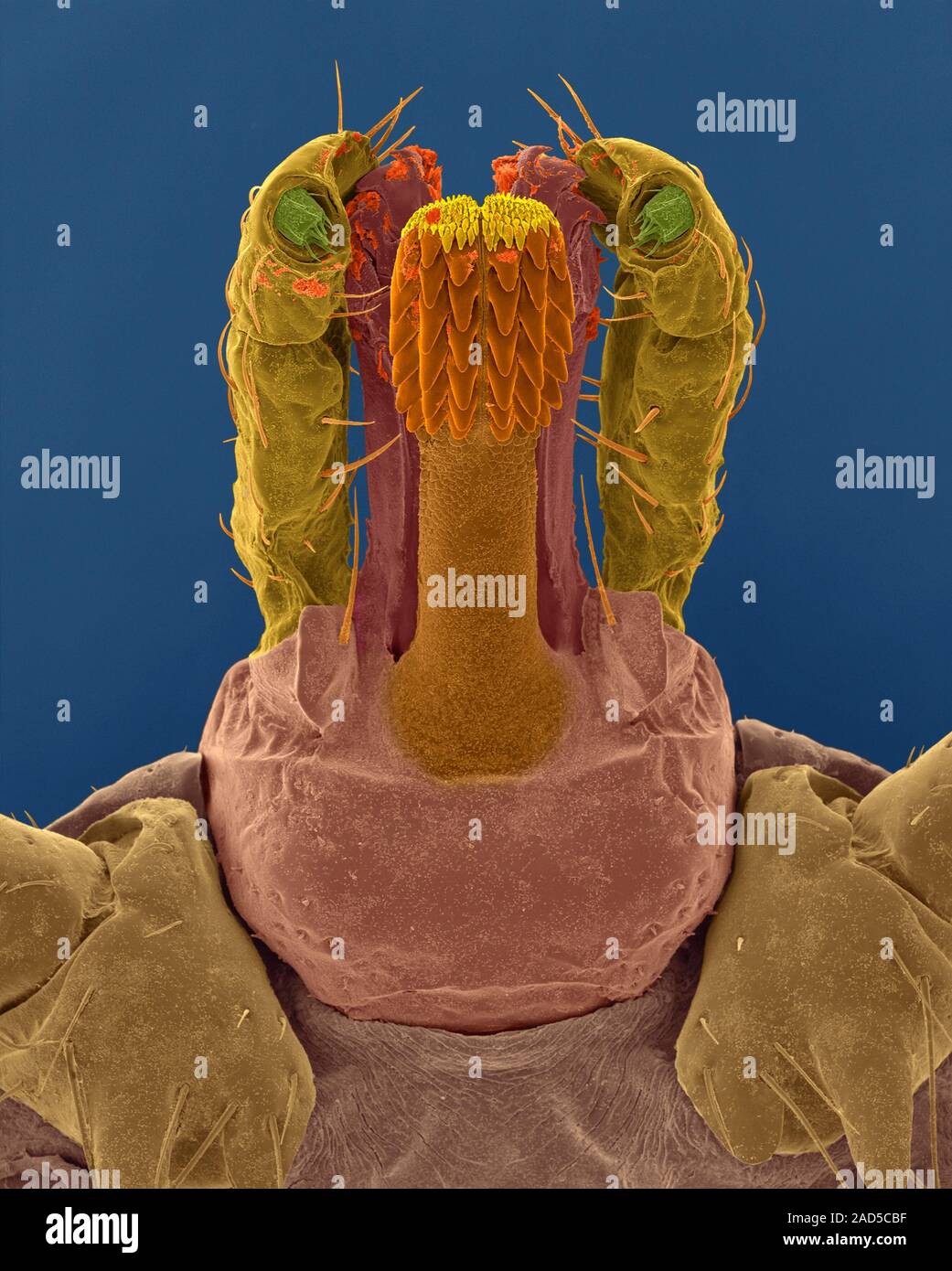 Coloured scanning electron micrograph (SEM) of Lone star tick head ...