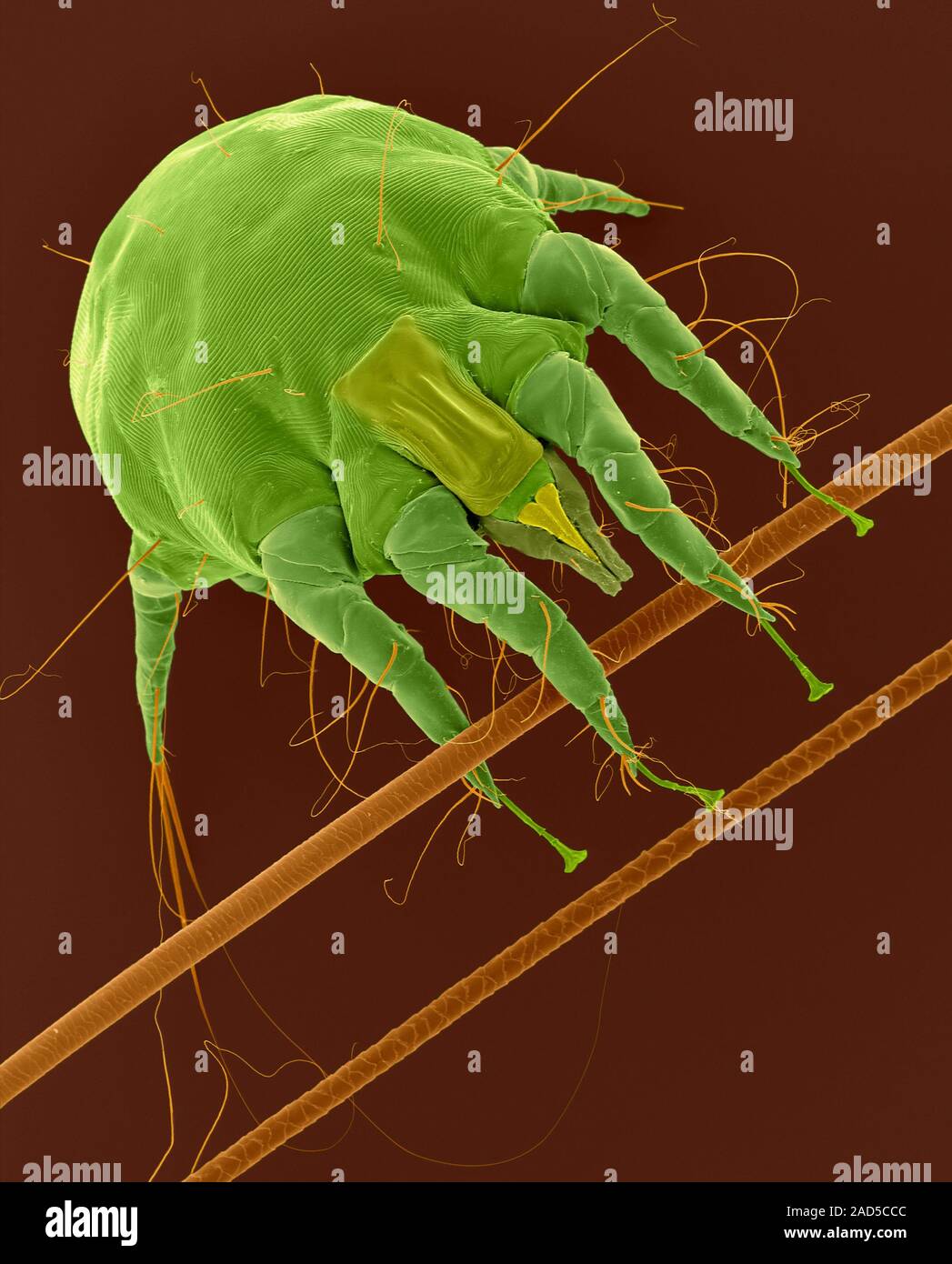 Coloured scanning electron micrograph (SEM) of Rabbit ear mite ...