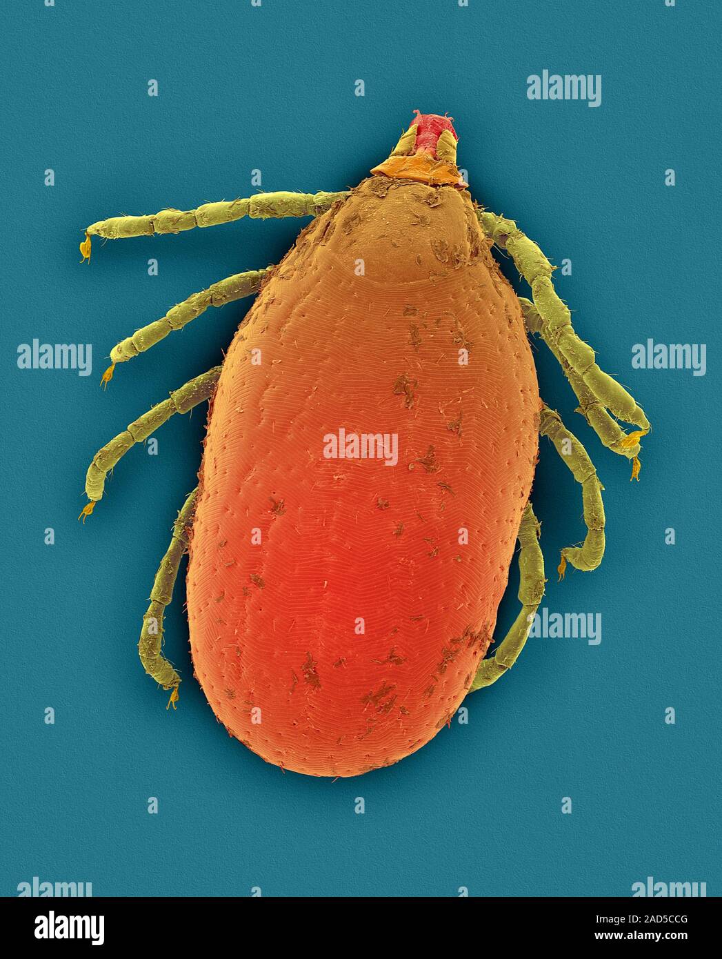 Coloured scanning electron micrograph (SEM) of Brown dog tick with ...