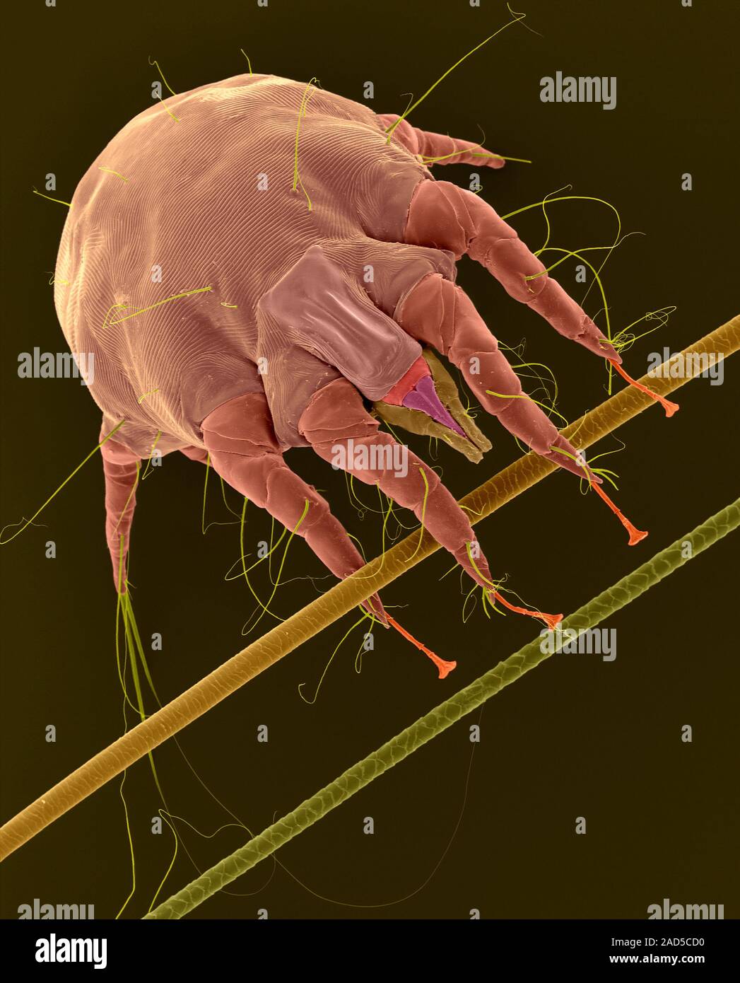 Coloured scanning electron micrograph (SEM) of Rabbit ear mite ...