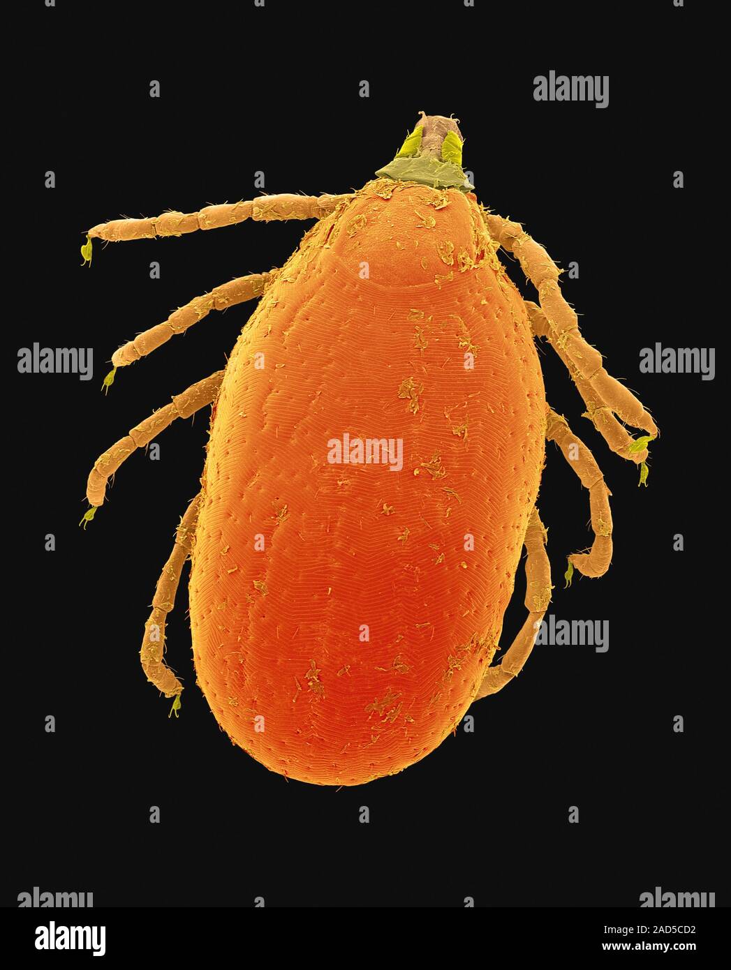 Coloured scanning electron micrograph (SEM) of Brown dog tick with ...