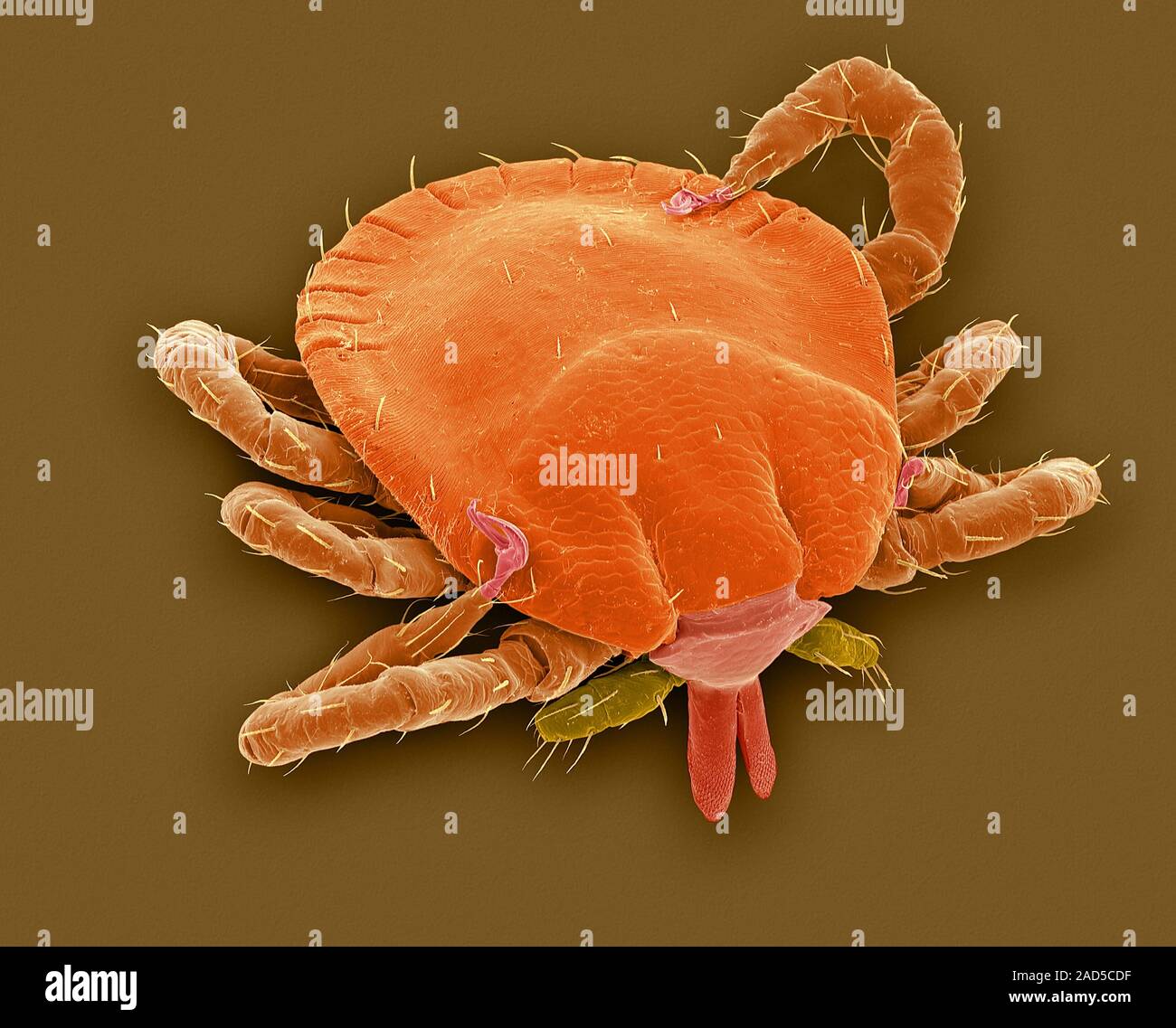 Coloured scanning electron micrograph (SEM) of Brown dog tick larva ...