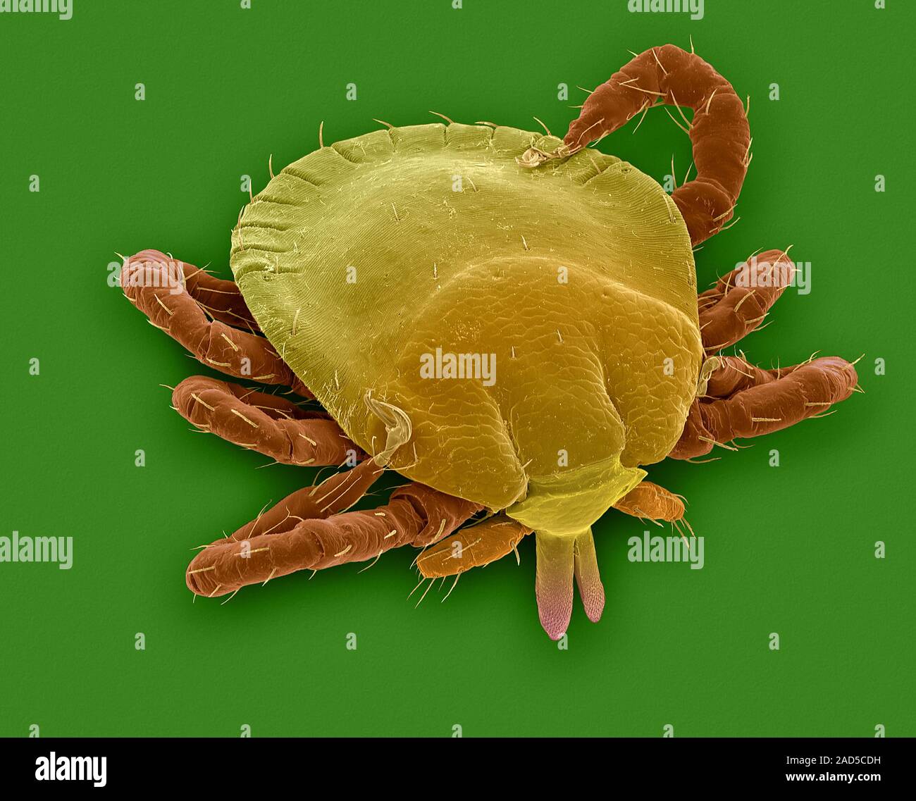 Coloured scanning electron micrograph (SEM) of Brown dog tick larva ...