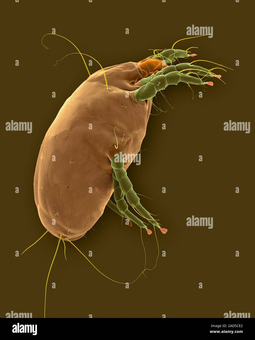 Coloured scanning electron micrograph (SEM) of Dust mite ...
