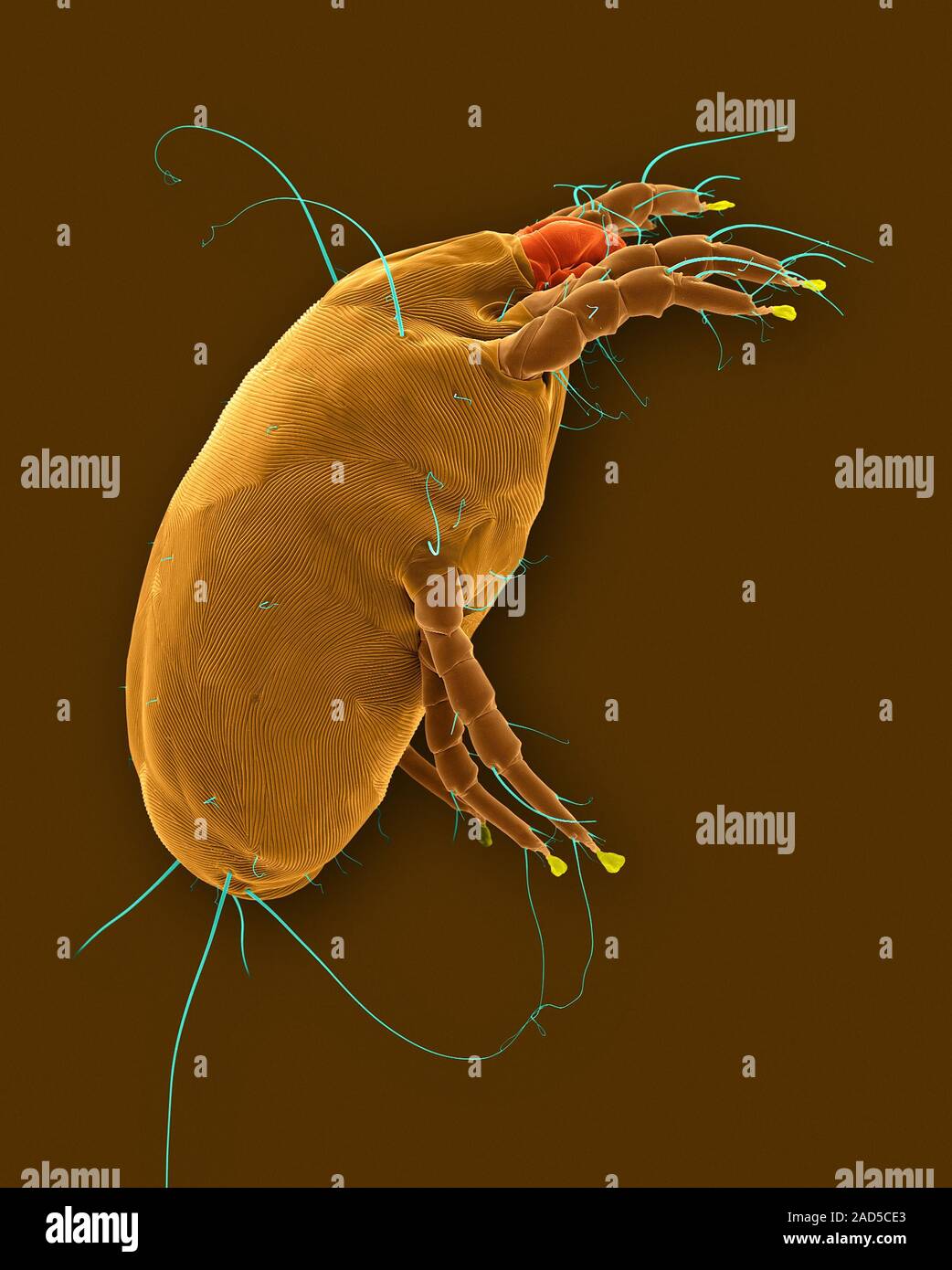 Coloured scanning electron micrograph (SEM) of Dust mite ...