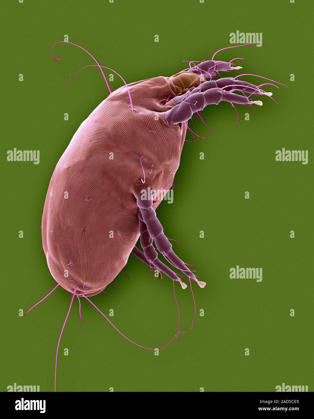 Coloured scanning electron micrograph (SEM) of Dust mite ...