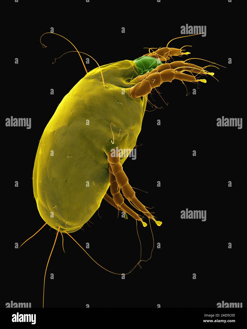 Coloured scanning electron micrograph (SEM) of Dust mite ...