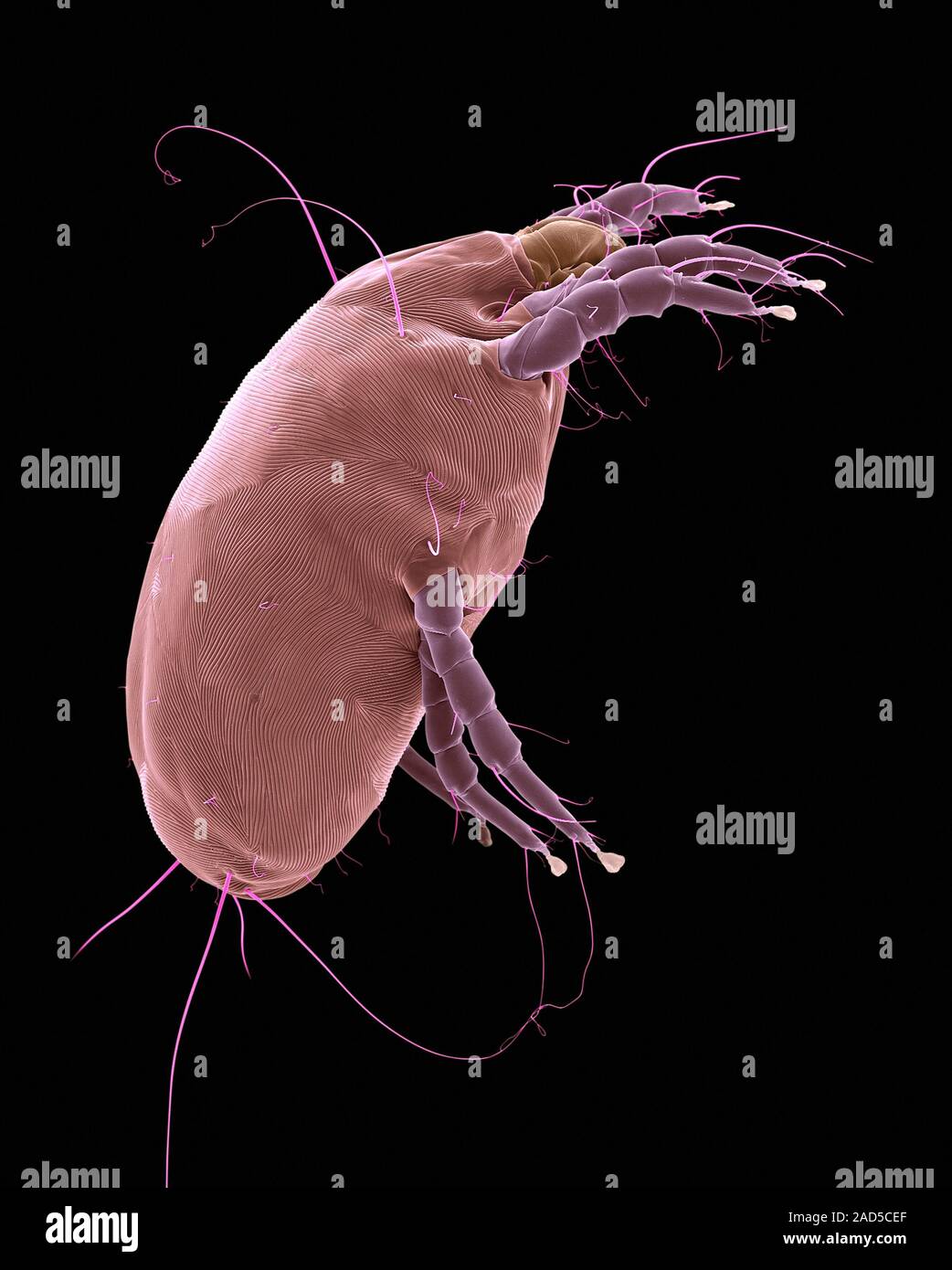 Coloured scanning electron micrograph (SEM) of Dust mite ...