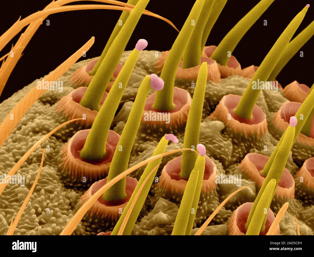 Coloured scanning electron micrograph (SEM) of Orb weaver spider ...