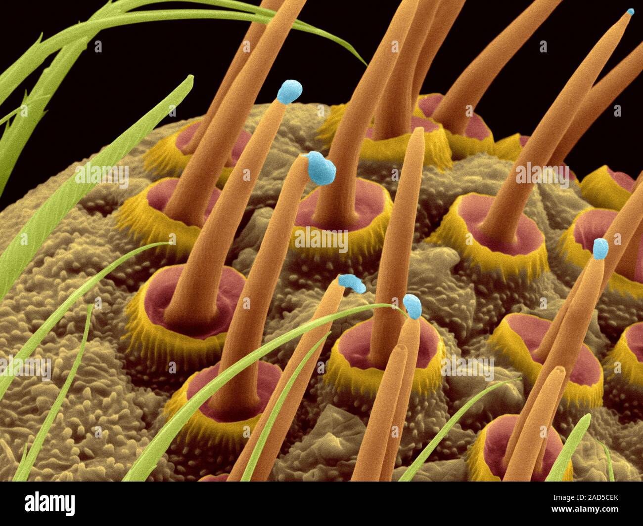 Coloured scanning electron micrograph (SEM) of Orb weaver spider ...