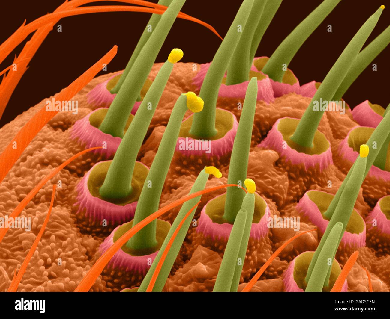 Coloured scanning electron micrograph (SEM) of Orb weaver spider ...