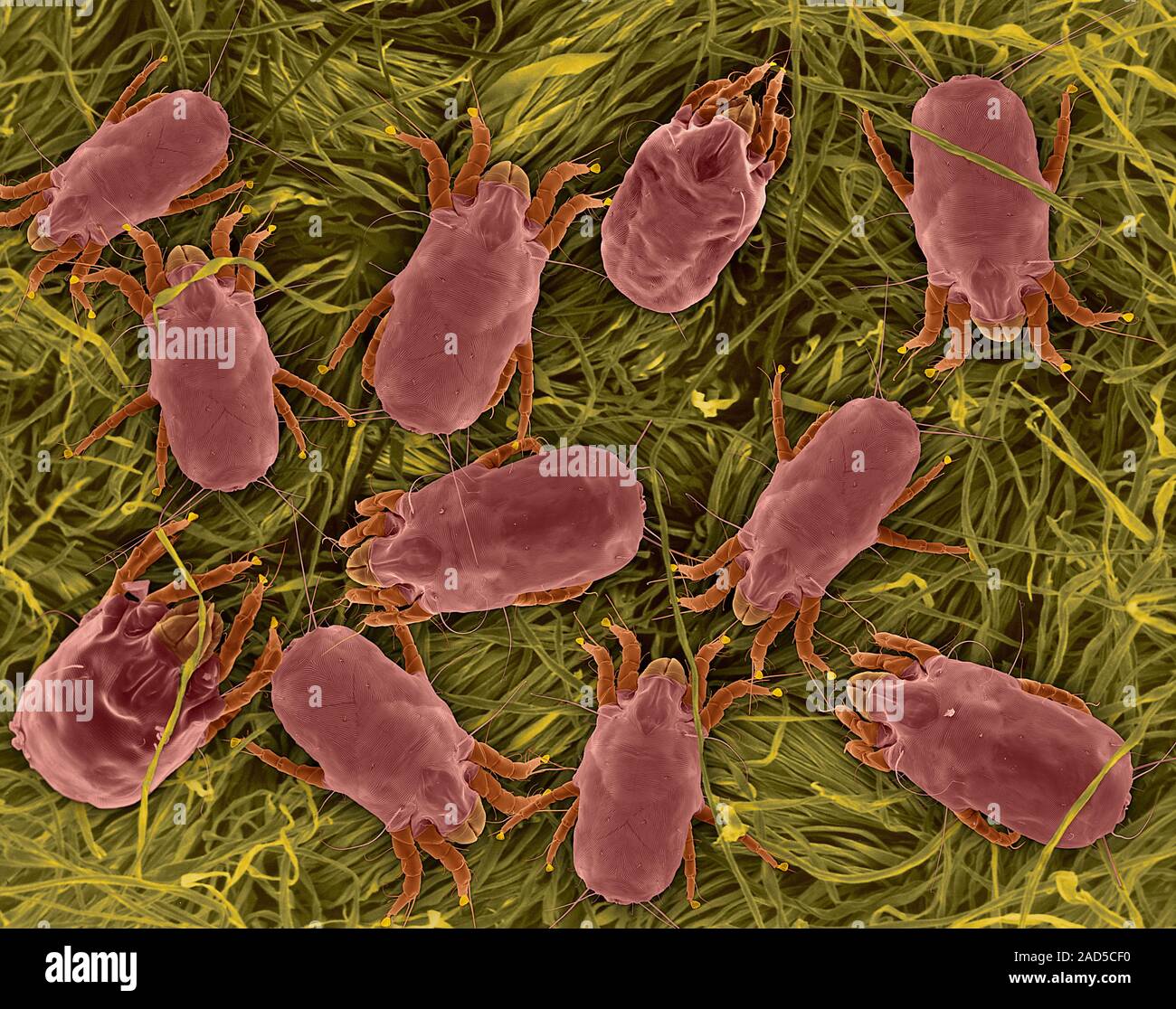 Coloured scanning electron micrograph (SEM) of Photocomposite of dust ...