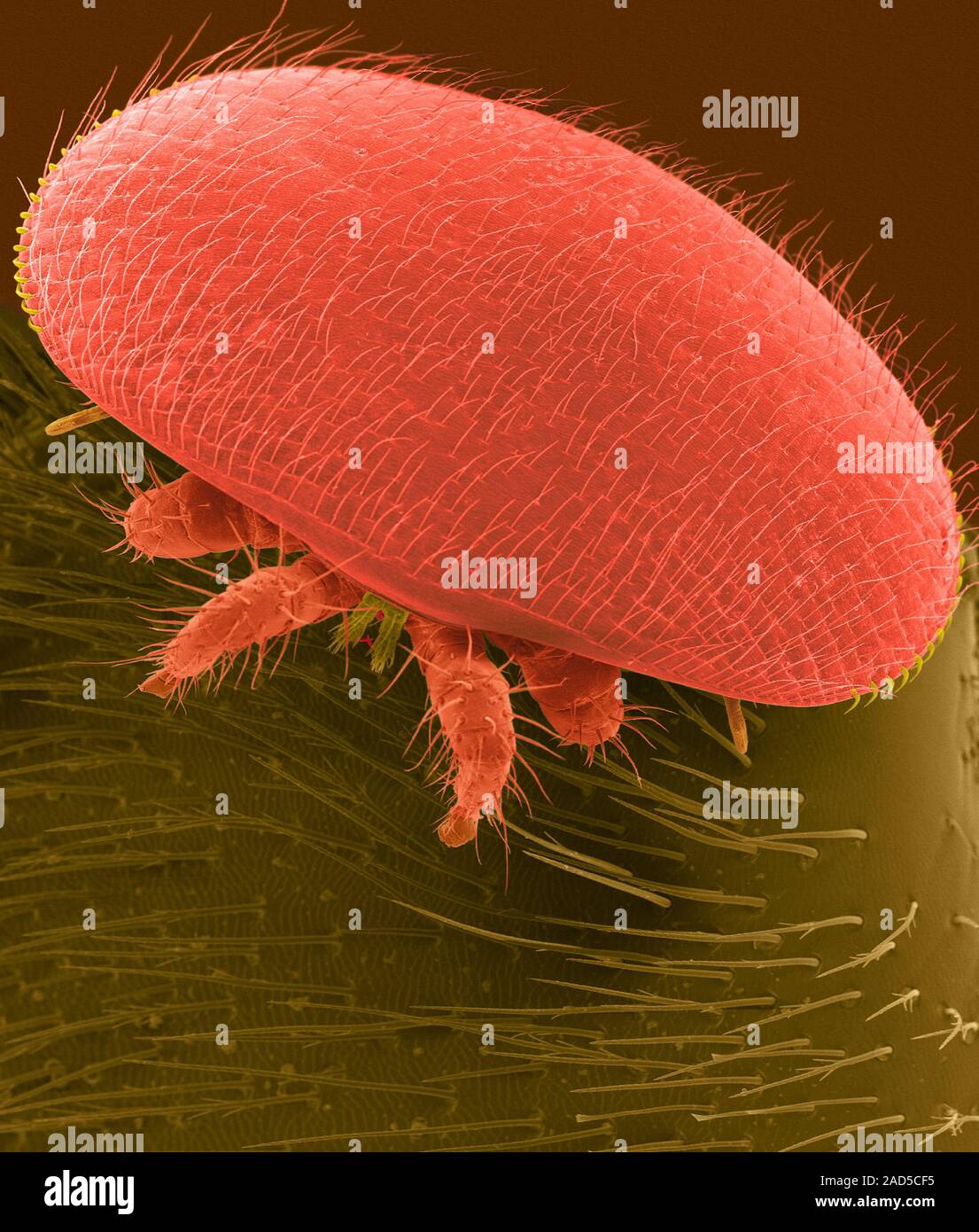 Coloured scanning electron micrograph (SEM) of Varroa bee mite (Varroa ...