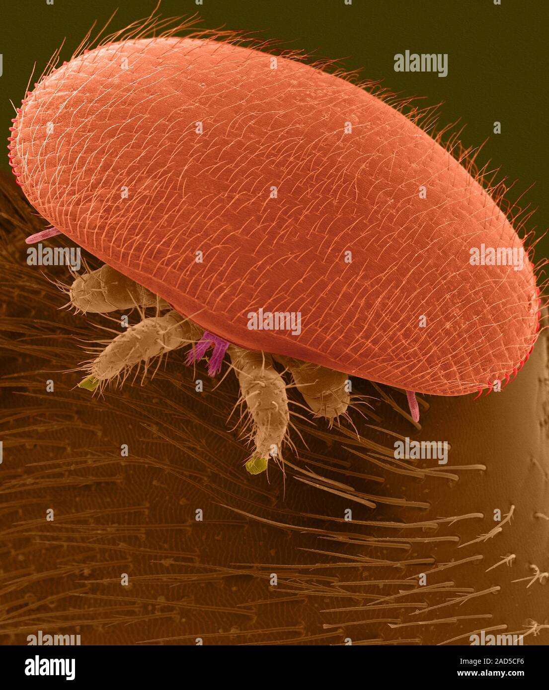 Coloured scanning electron micrograph (SEM) of Varroa bee mite (Varroa ...