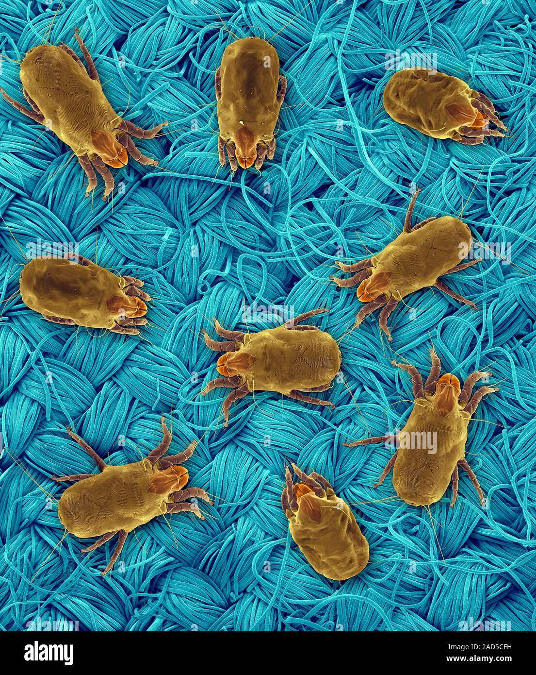 Coloured scanning electron micrograph (SEM) of Dust mites ...
