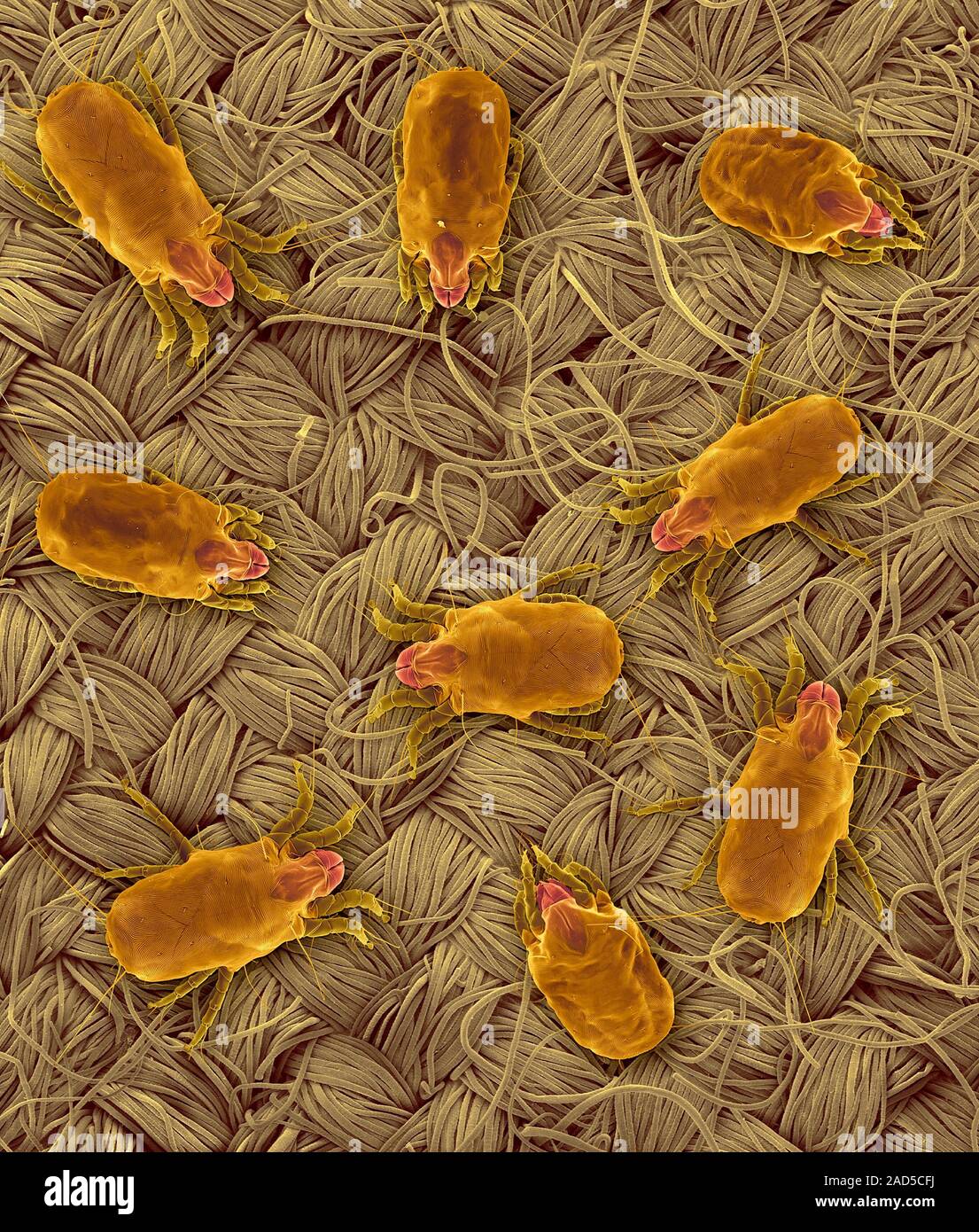 Coloured scanning electron micrograph (SEM) of Dust mites ...