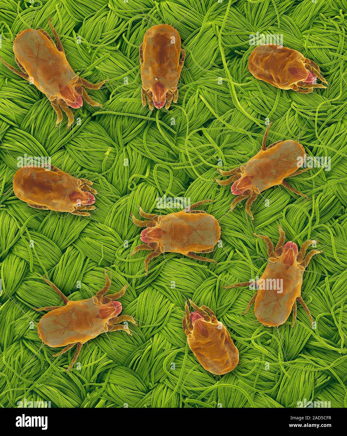 Coloured scanning electron micrograph (SEM) of Dust mites ...