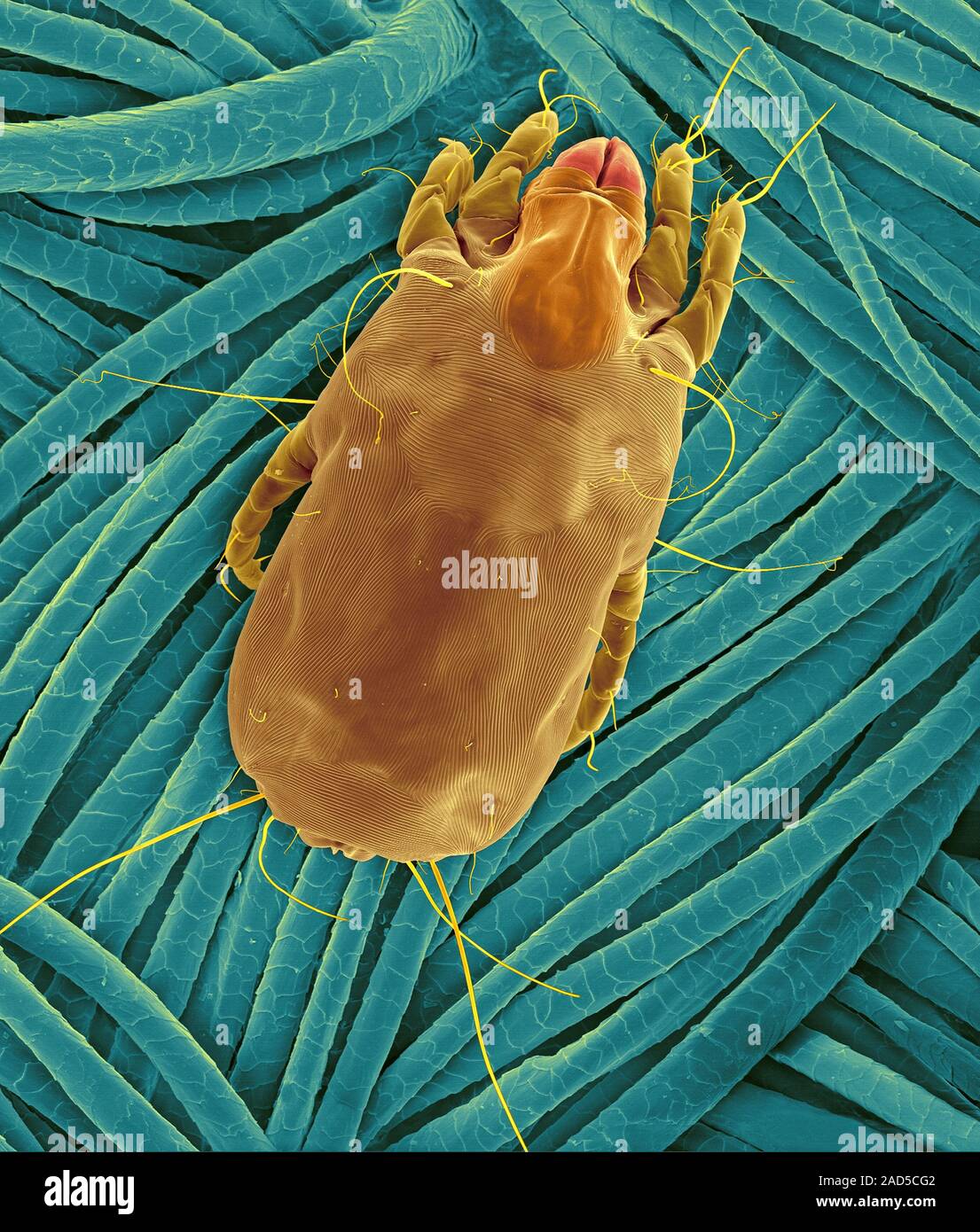 Coloured scanning electron micrograph (SEM) of Dust mite ...